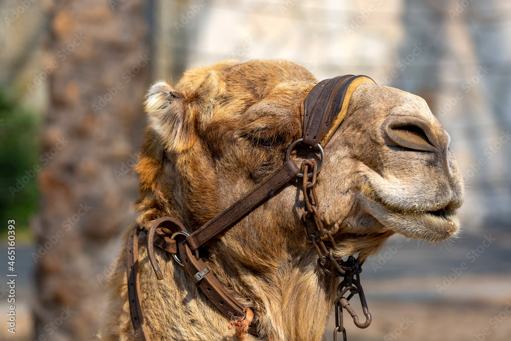 Cropped photo of Camel relaxing with the mouth open waiting for food ...