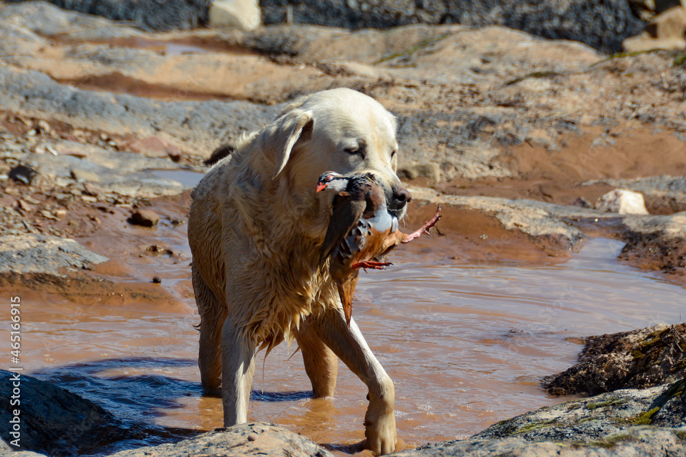 Der Jagdhund, der Golden Retriever, aportiert das erlegte Rothuhn auf ...