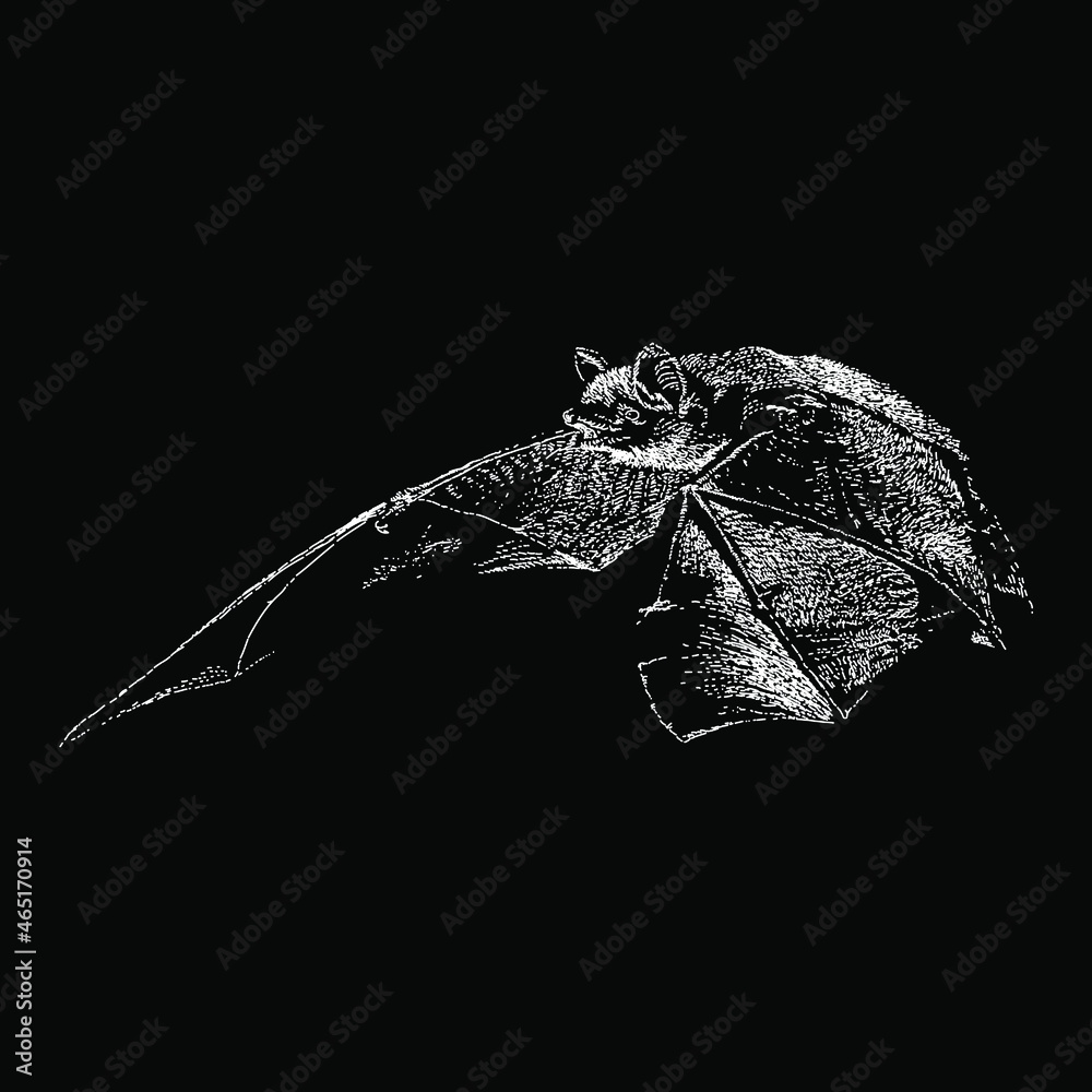 bat vector hand drawing illustration in scratch style. vector isolated ...