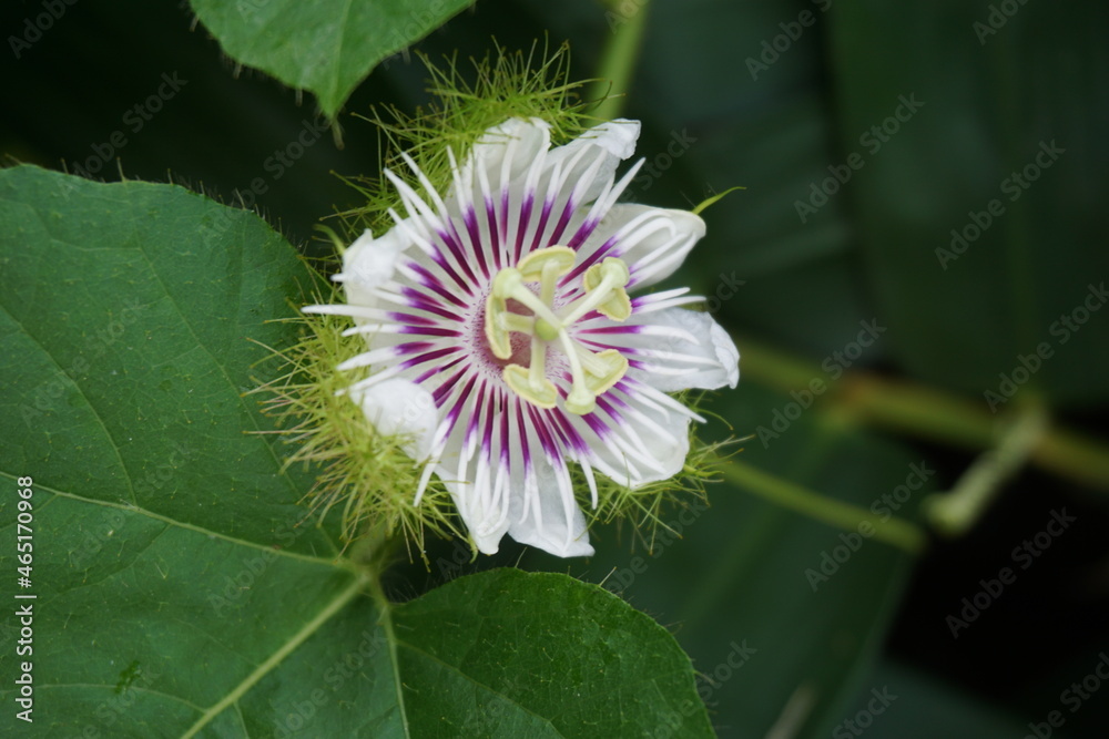 Passiflora foetida (Also called Passiflora foetida, stinking ...