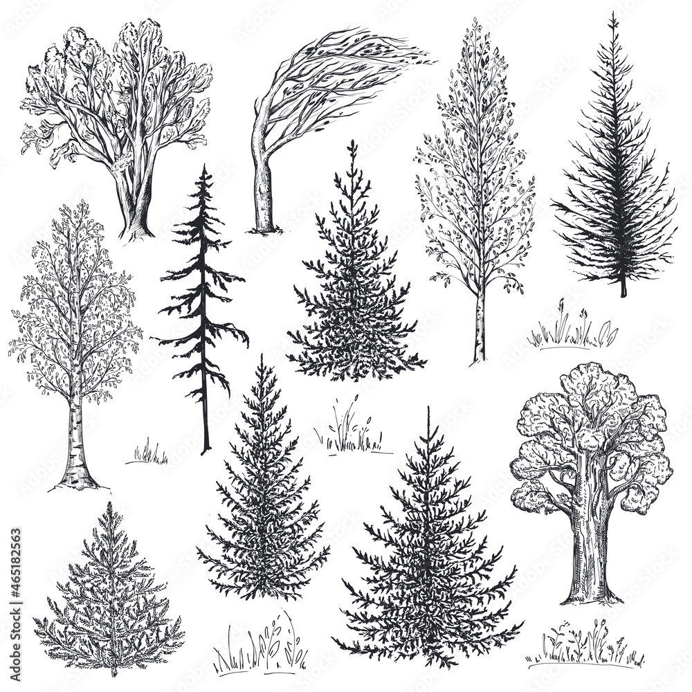 Vector collection of hand drawn trees in sketch style. Fir, birch, oak ...