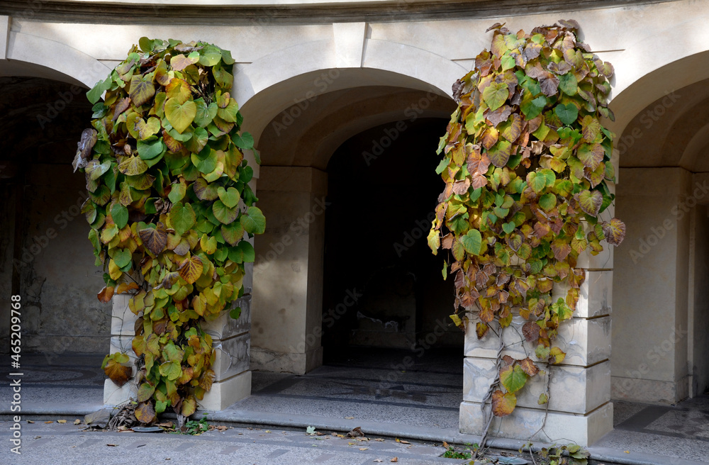 woody creeper has large heart-shaped, petiolate leaves, up to 34 cm ...