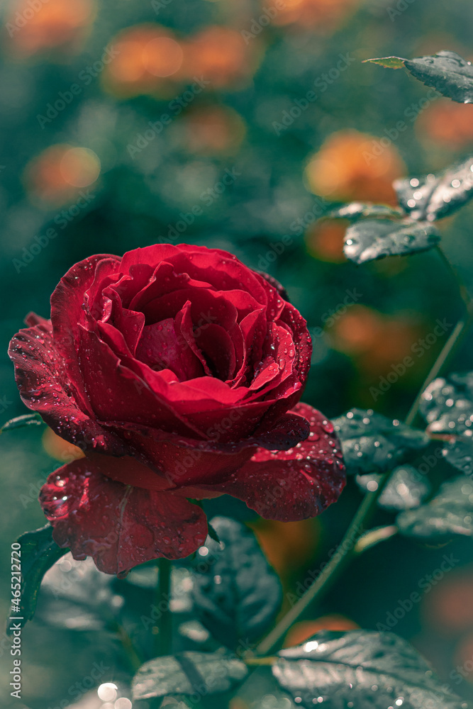 red rose with drops. red rose in the garden. raindrops on the petals of ...