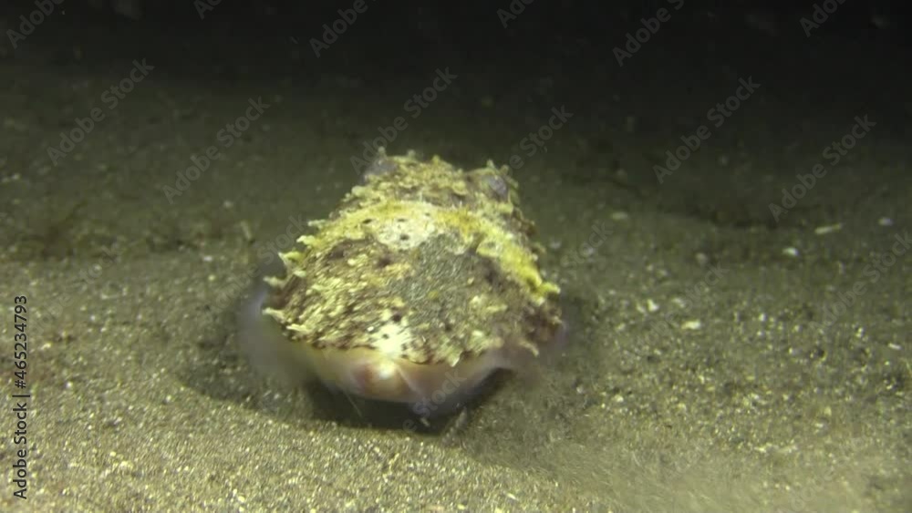 broad club cuttlefish disappears: turns away from camera during night ...