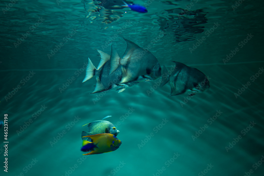 Fish Swimming In Sea Stock Photo | Adobe Stock