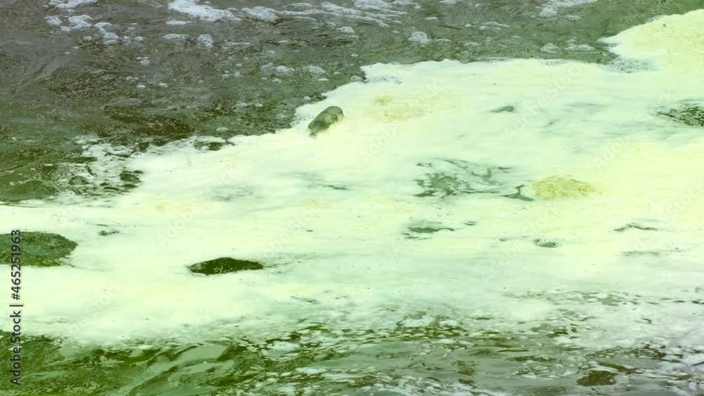 Waste toxic and polluted green water flows into the river, pollution ...