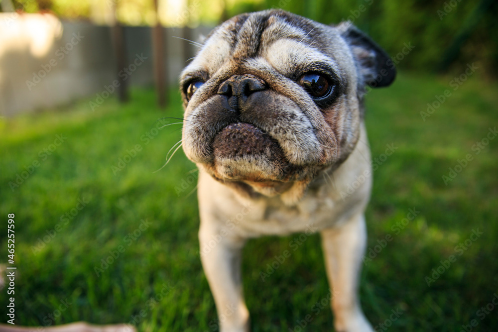 Close-up Portrait Of A Pug Stock Photo | Adobe Stock