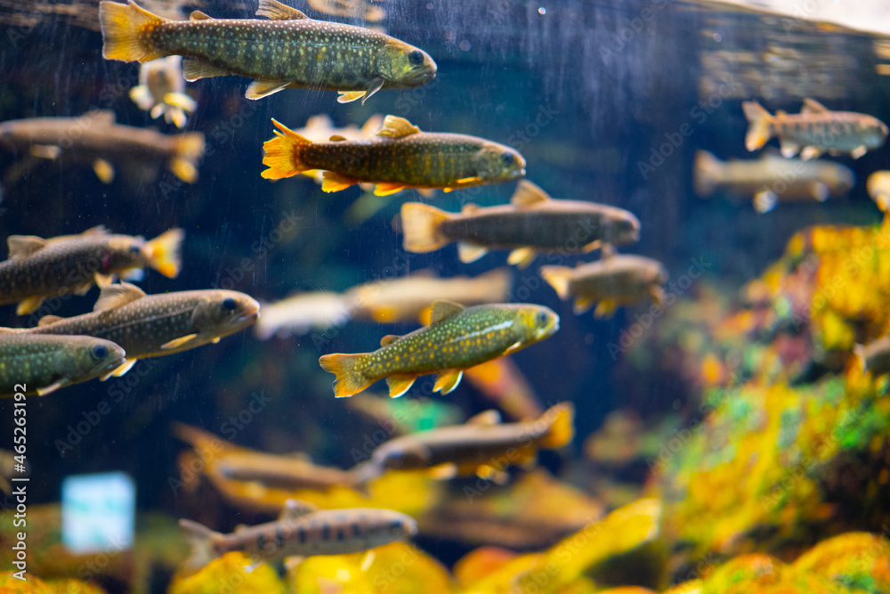 Fish Swimming In Sea Stock Photo | Adobe Stock