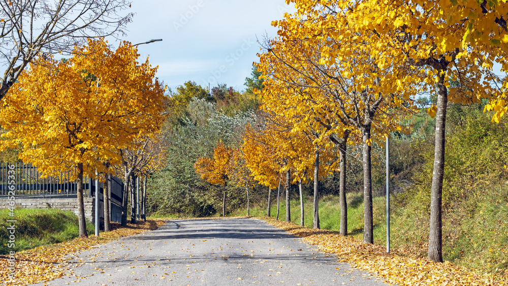 autumnal tree-lined road in Villa Latina town amid the Italian Apennine ...