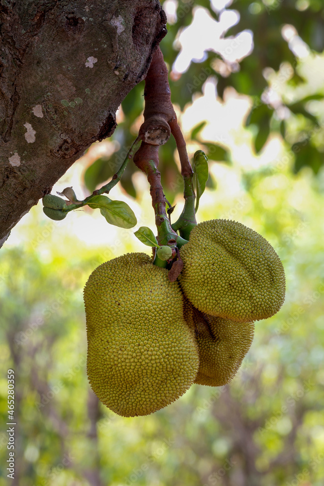 A jackfruit as know as jaca hanging from a jackfruit tree. Species ...