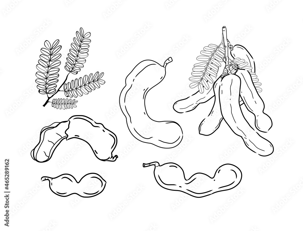 Tamarind Line Drawing