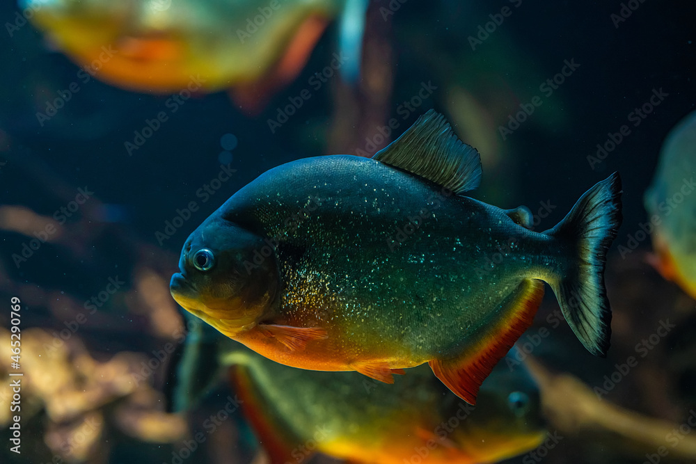 Predatory hungry freshwater red bellied piranha fish swimming in river ...