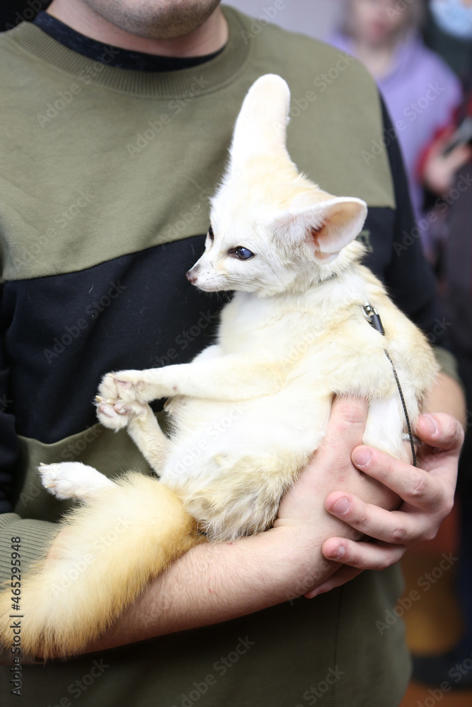 Fennec fox as pet. Wild animal at home. FoxFamilyFest (Fox Family Fest ...
