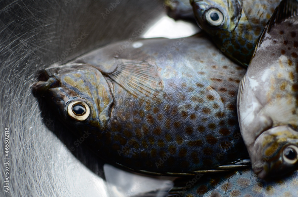 Spinefoot Fish Common In The Philippine Coastal Waters. Stock Photo ...