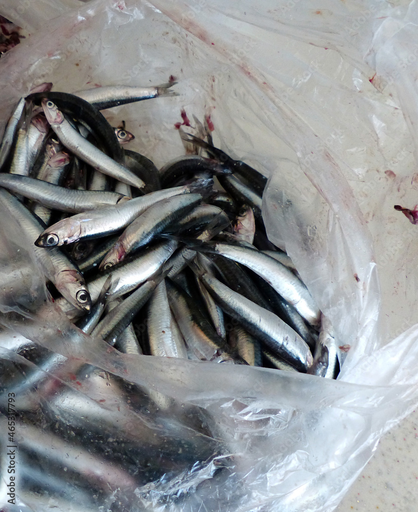 Black Sea anchovy, anchovy fish, a bag of anchovy in Turkey, Stock ...