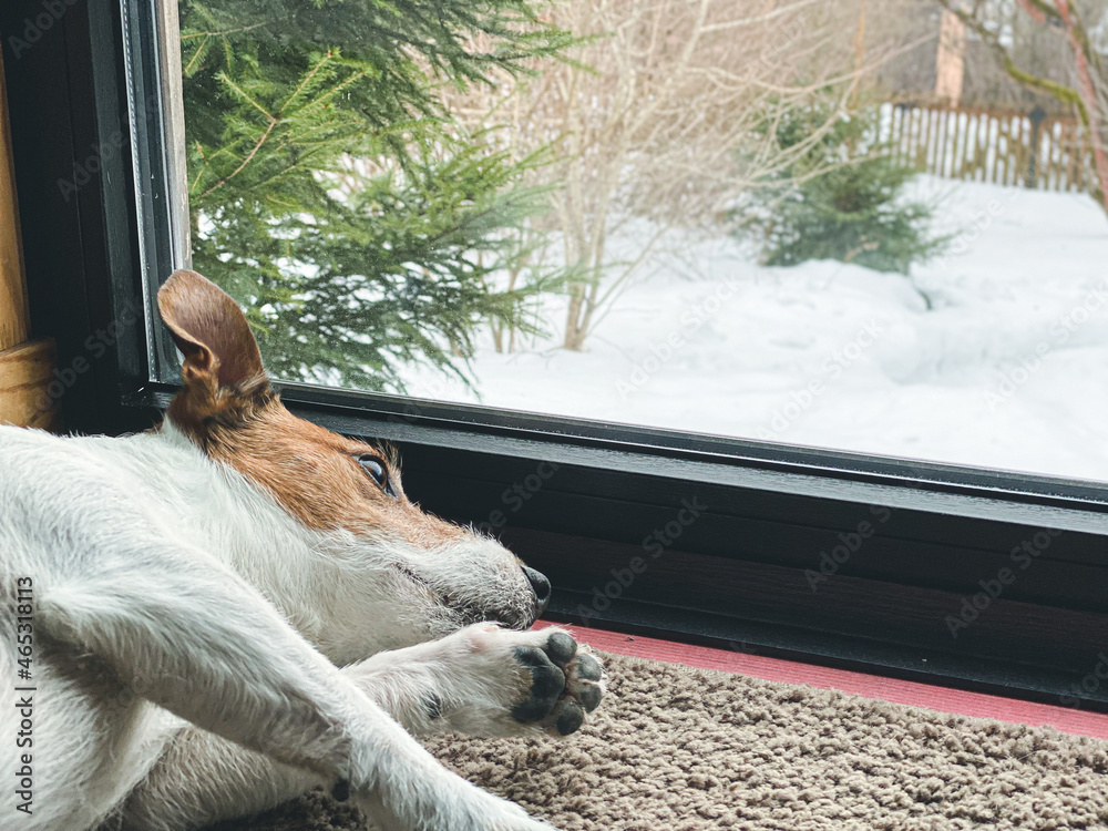 Sad dog lying on carpet looking through window on backyard under snow ...