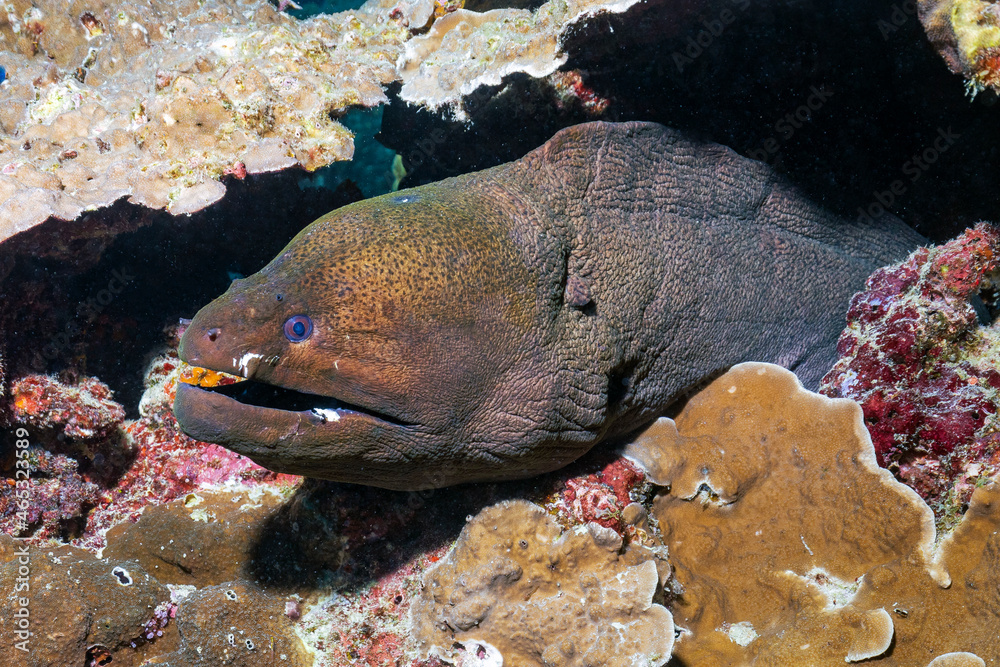 The giant moray is a species of moray eel and a species of marine fish ...