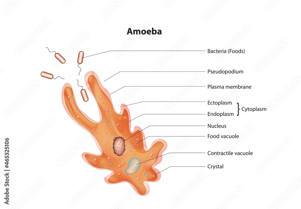 Detailed anatomy of amoeba (Amoeba cell with pseudopodia) Stock Vector ...