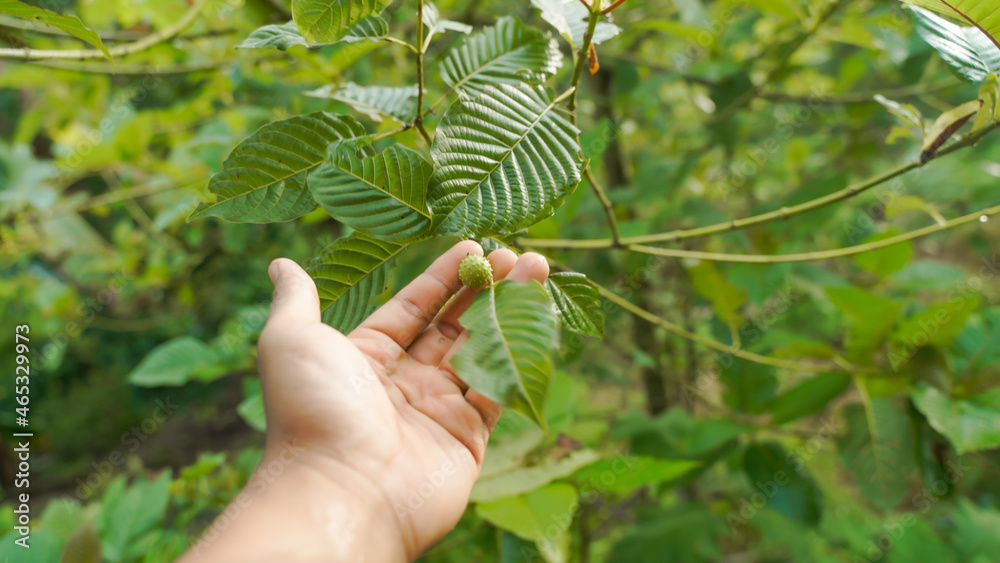 Foto de The tropical Kratom tree (Mitragyna speciosa). The leaves of ...
