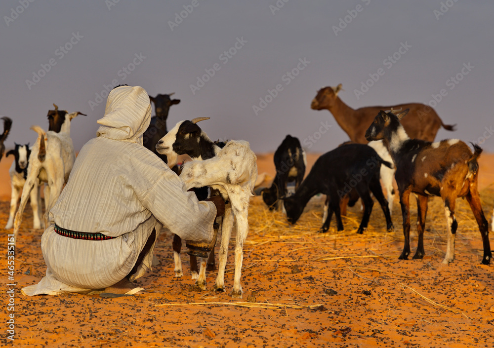 Shingetti. Mauritania. A nomad shepherd with a vessel in his hands ...