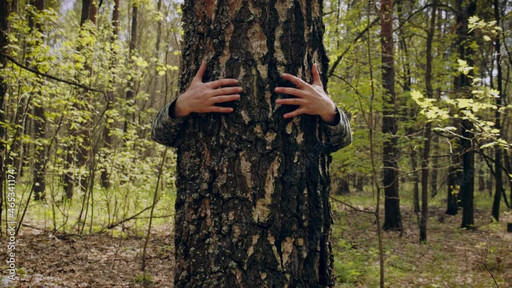 Vidéo Stock Arms Hugging a Tree In a Forest, showing Love and Care for ...