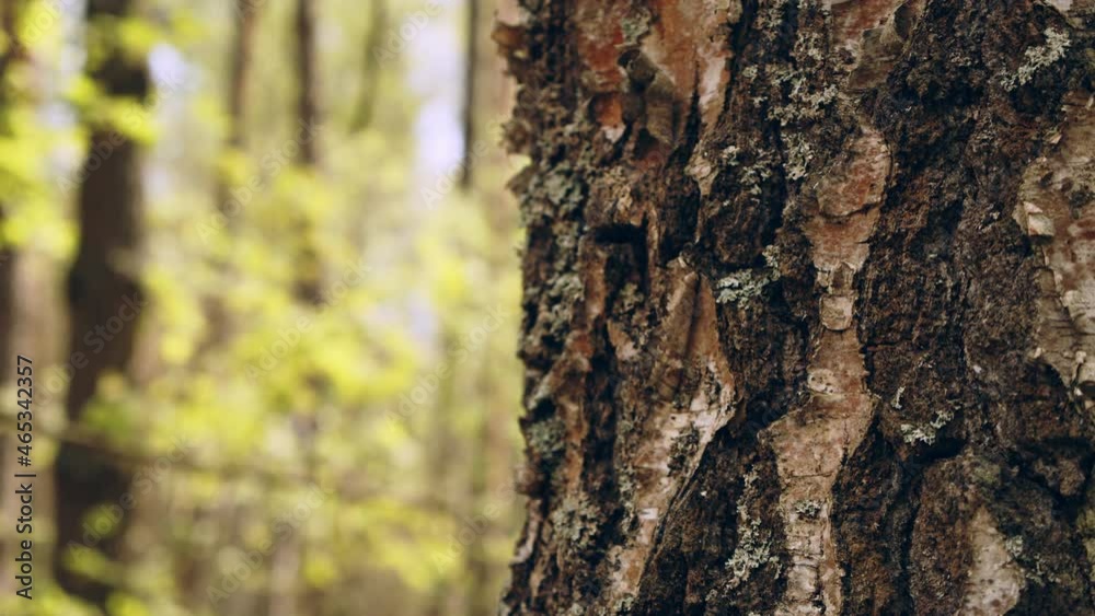 Closeup Trunk of a pine tree in close-up against the background of a ...