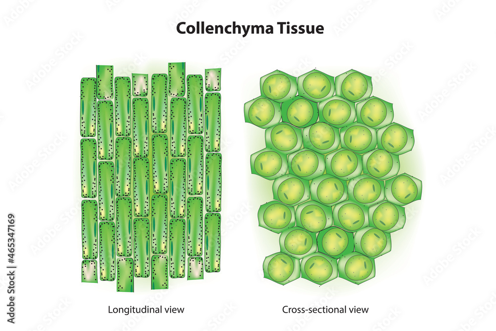 Biological illustration of collenchyma tissue Stock Vector | Adobe Stock
