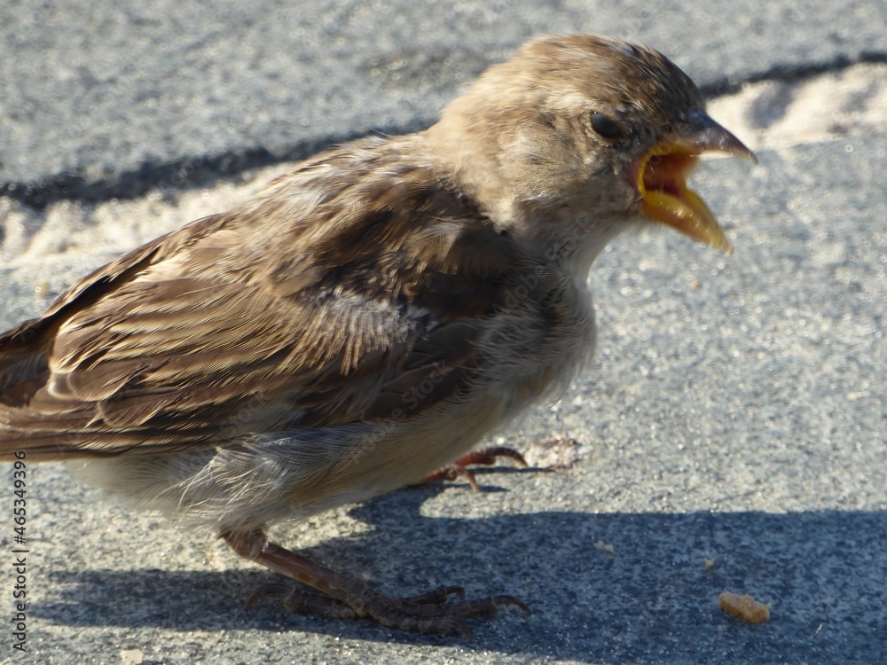 The sparrow, here a female domestic sparrow, which used to be ...