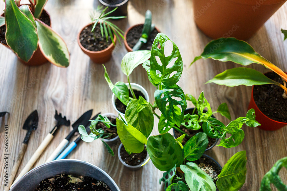 Green seedlings in pots, potting plants at home. Indoor garden, house ...
