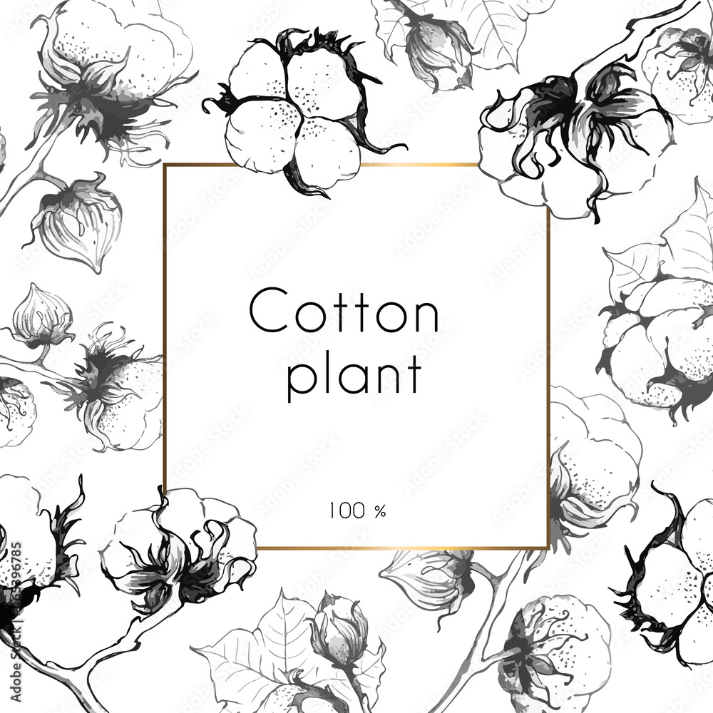 Cotton plant. White background with gold square frame and cotton flower ...