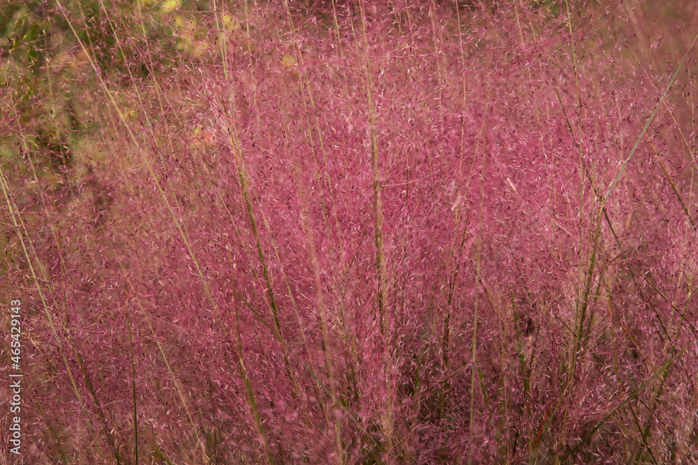 Natural background. Ornamental grass flowers texture and pattern ...