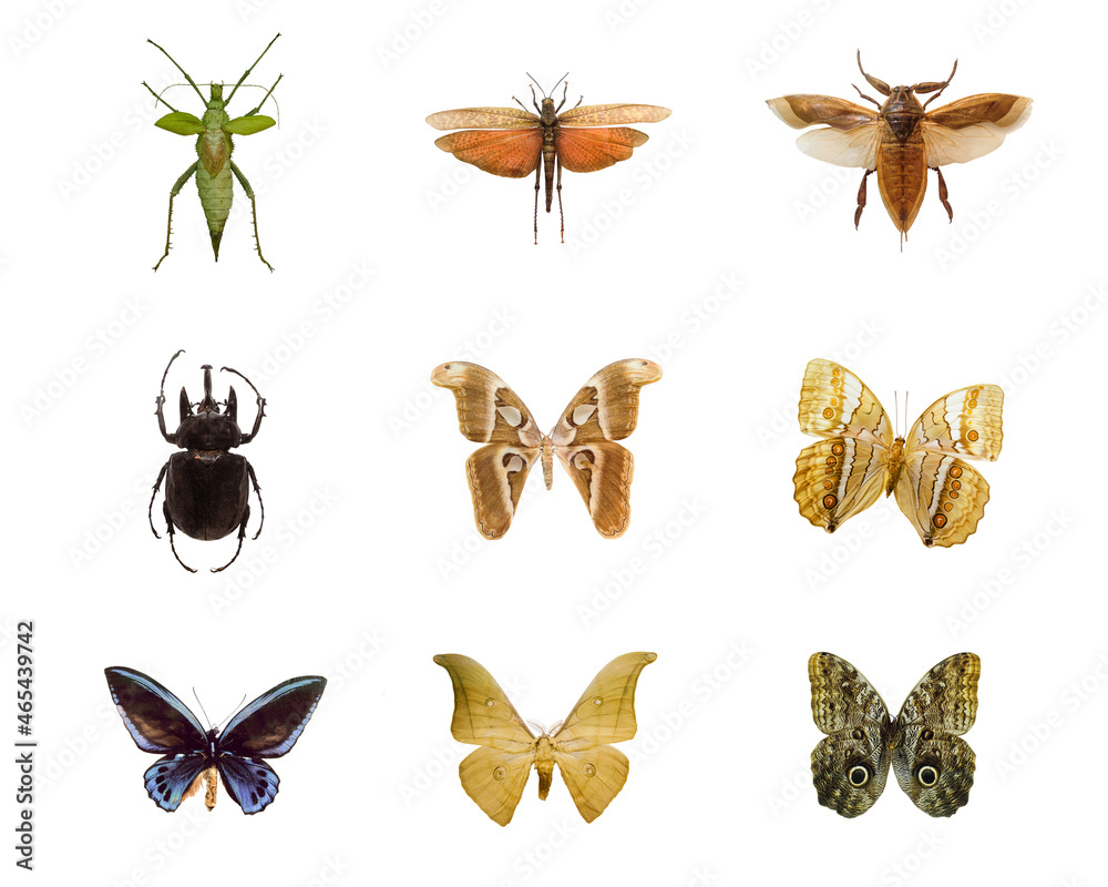 Set of insects isolated on white background. Butterflies and beetles ...