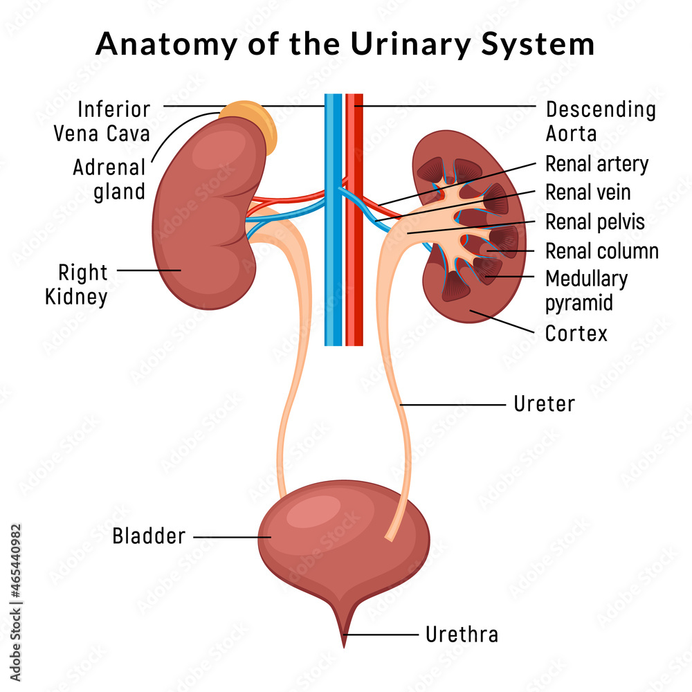Urinary system anatomy. Incontinence biology infection uti, ureter ...