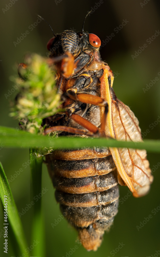 Cicada getting ready for first flight. Stock Photo | Adobe Stock
