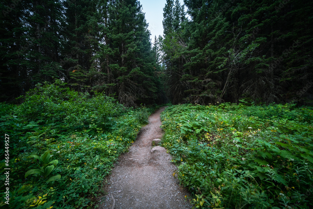Flat trail through the forest along the Swiftcurrent Lake trail in ...