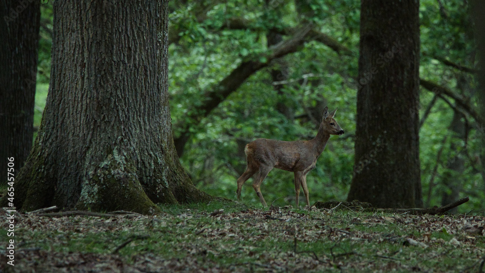 Deer In Forest Stock Photo | Adobe Stock