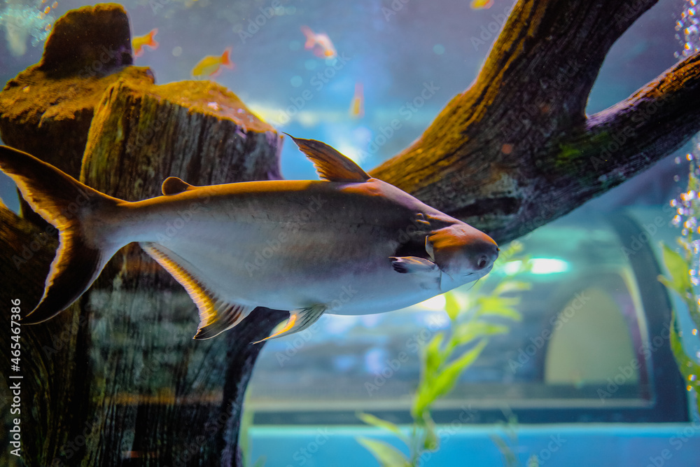 Thai CatFish Species inside tank of water at Bungchawak aquarium ...