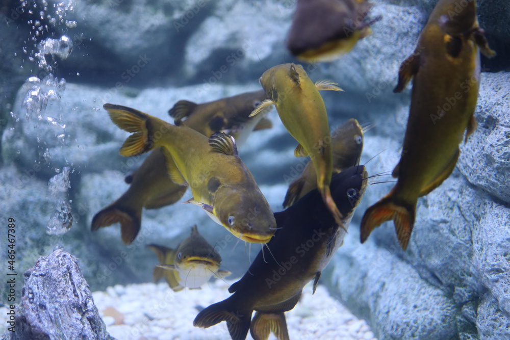 Thai CatFish Species inside tank of water at Bungchawak aquarium ...