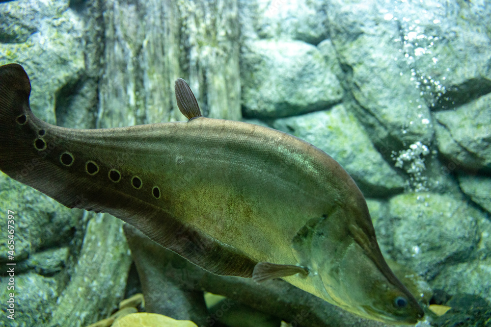 Thai Fish Species inside tank of water at Bungchawak aquarium ...