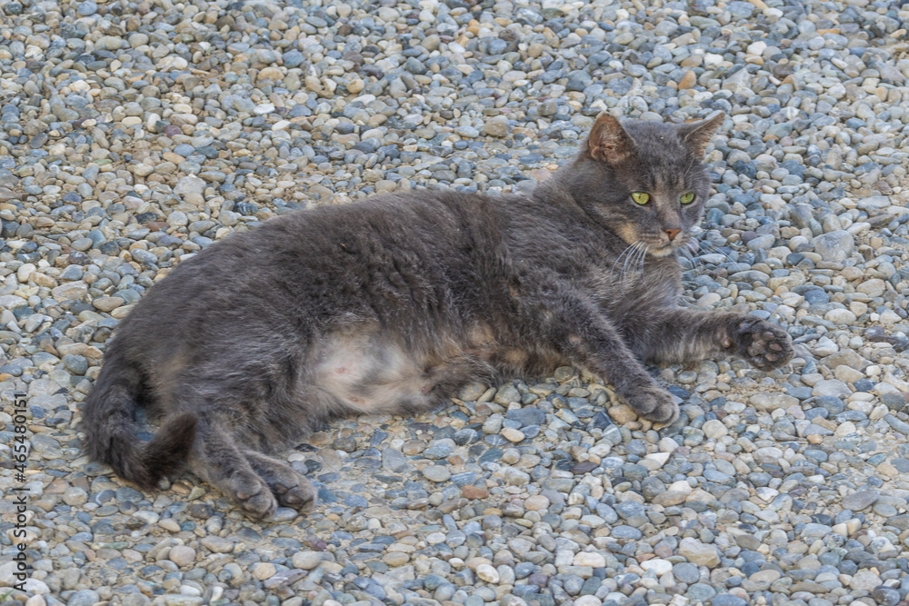 Eine getigerte Katze mit durchdringend grünen Augen tollt im Vorhof ...