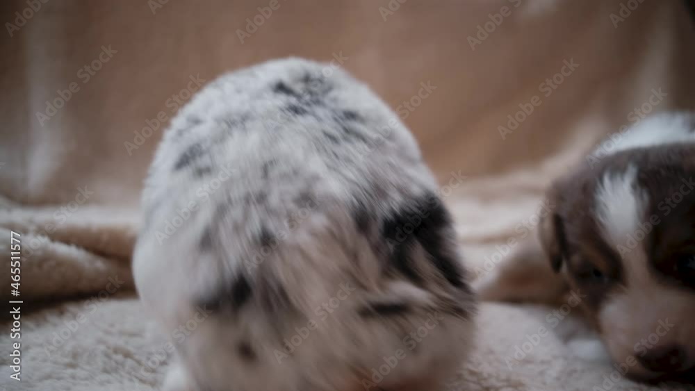 Australian Shepherd puppy blue Merle with blue eyes and most ...
