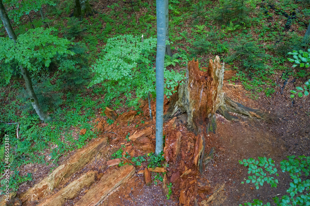 Top view on a fallen old tree rotting on the ground in forest ...