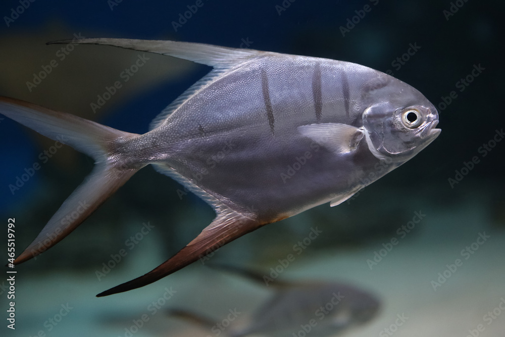fish underwater in an aquarium (trachinotus goodei), background blur ...