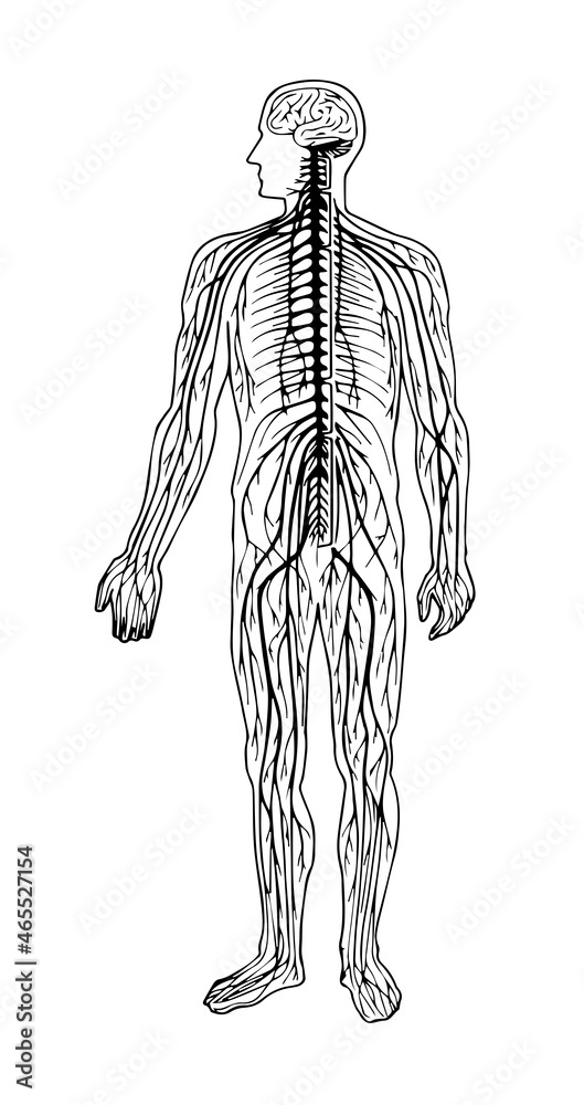 Human central nervous system. Hand drawn sketch style vector ...