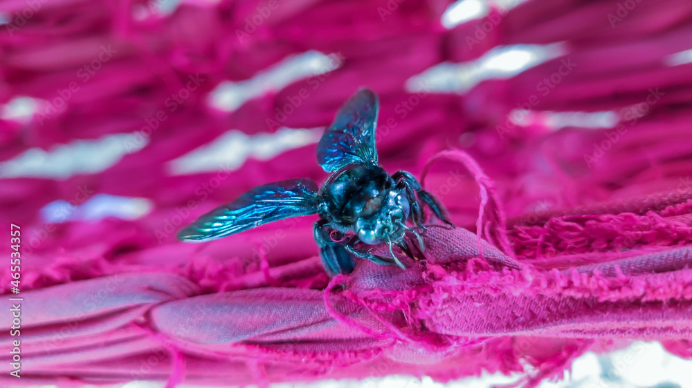 The bumble bee (scientific name: Xylocopa latipes) is a species of ...