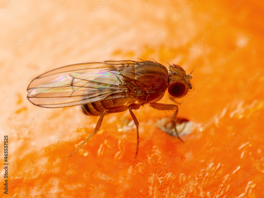 Tropical Fruit Fly Drosophila Diptera Parasite Insect Pest on Ripe ...