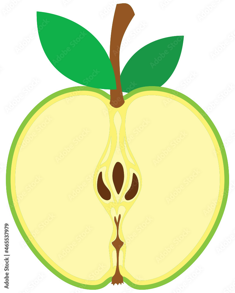 Simple graphic cartoon vector illustration of a half green apple fruit ...