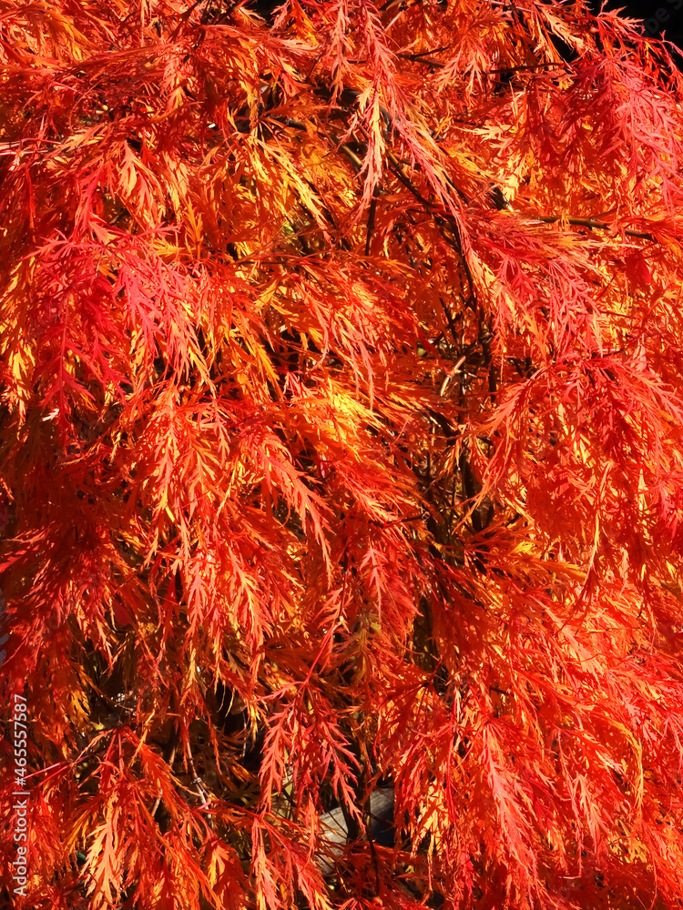 Colors of autumn fall: Red japanese maple tree acer palmatum dissectum ...