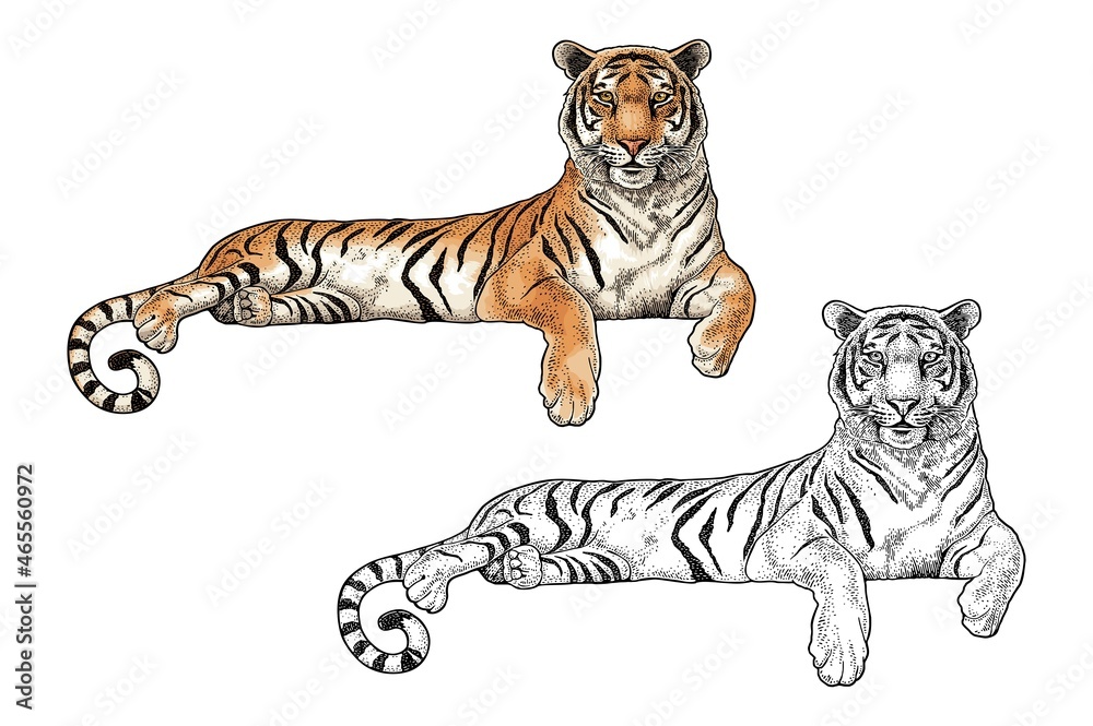 Lying tiger. Vintage black engraving illustration for poster. Isolated ...