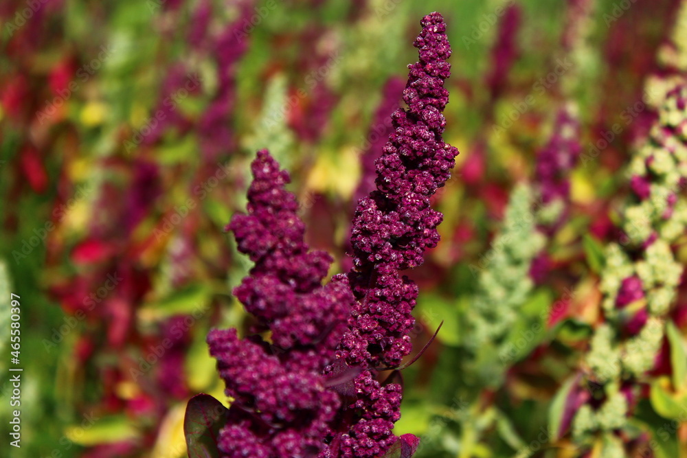 Quinua Andina - Cereal de los Andes Peruanos Stock Photo | Adobe Stock